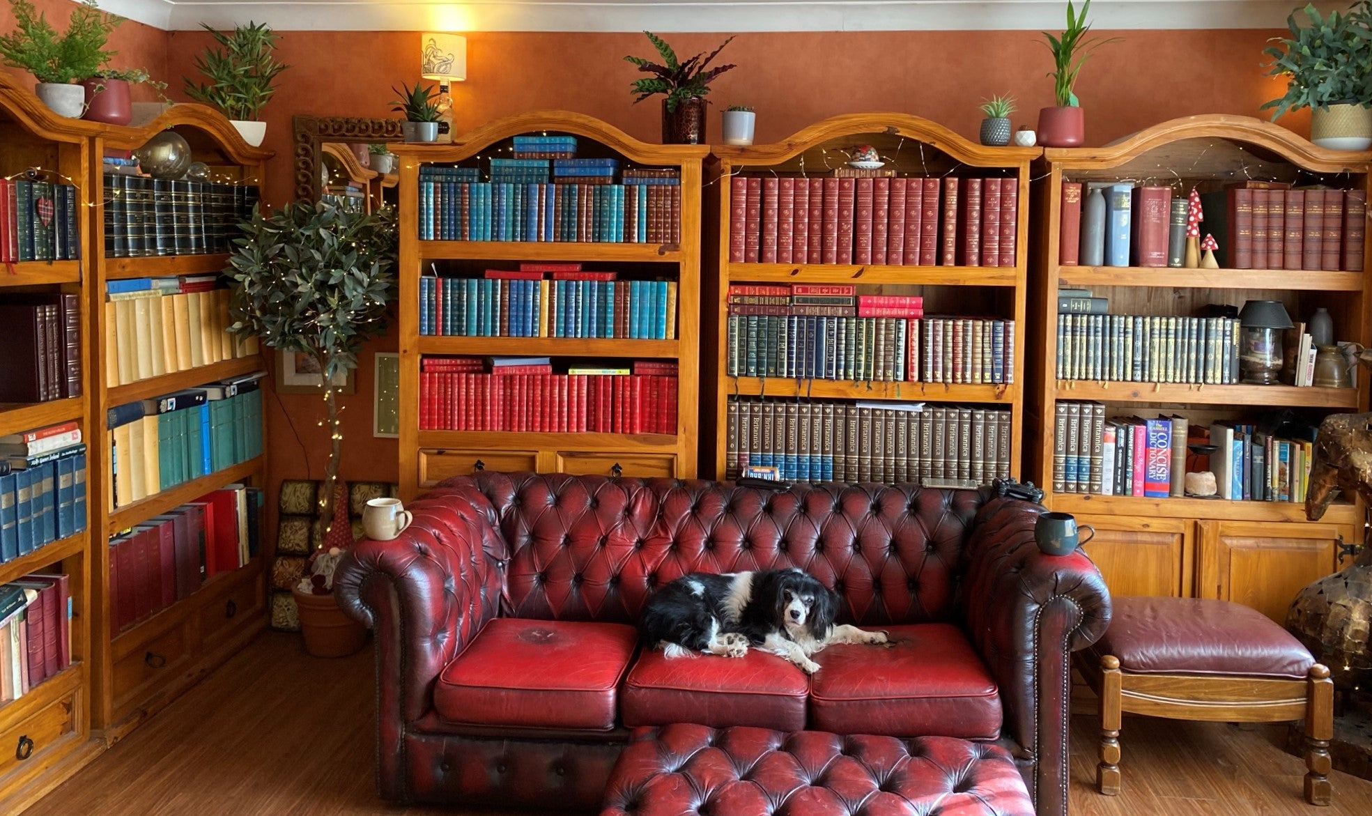 "How many books do you have?" – nobookswereharmed.co.uk